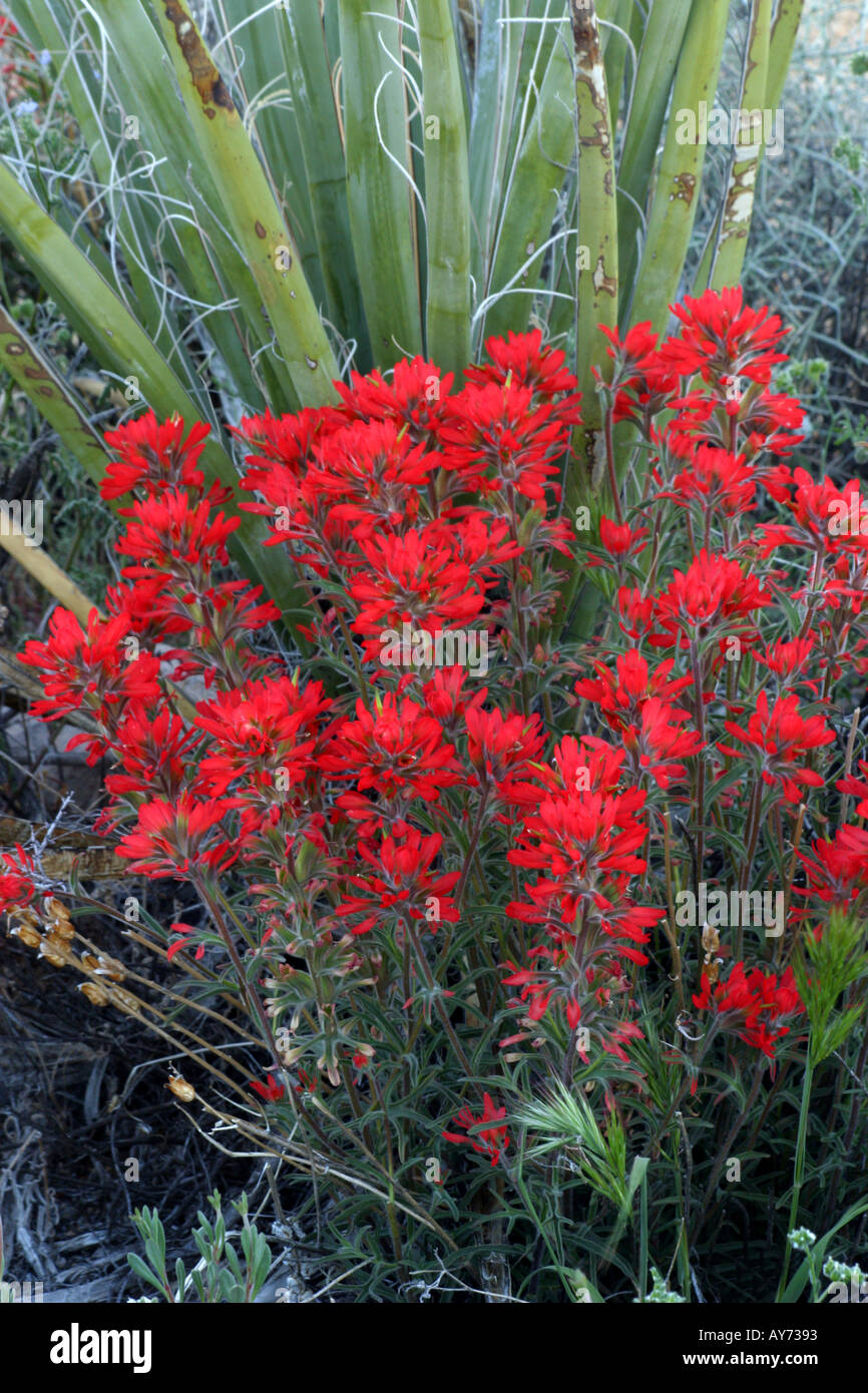 Castilleja species hi-res stock photography and images - Alamy