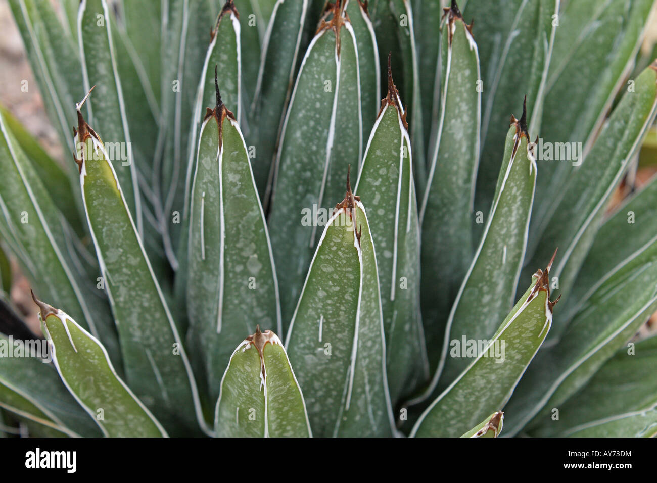Agave Victoriae - Reginae Stock Photo - Alamy