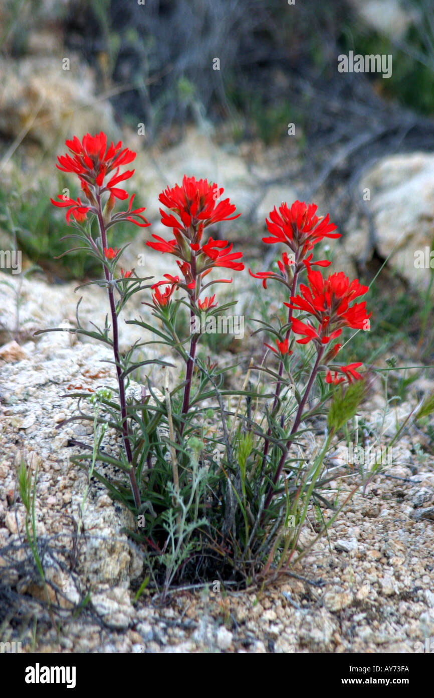 Castilleja species hi-res stock photography and images - Alamy