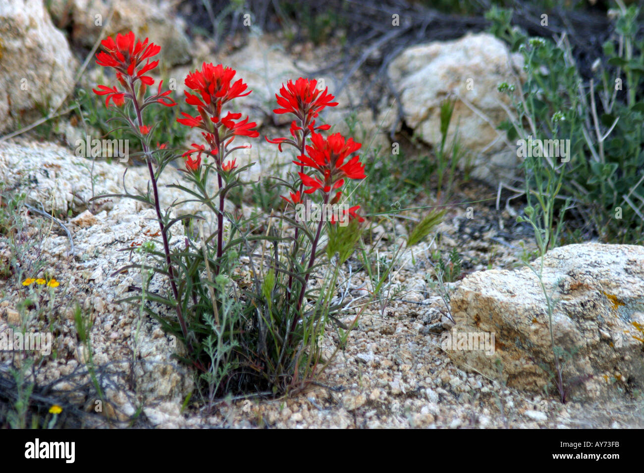 Indian paintbrush Castilleja species Stock Photo - Alamy