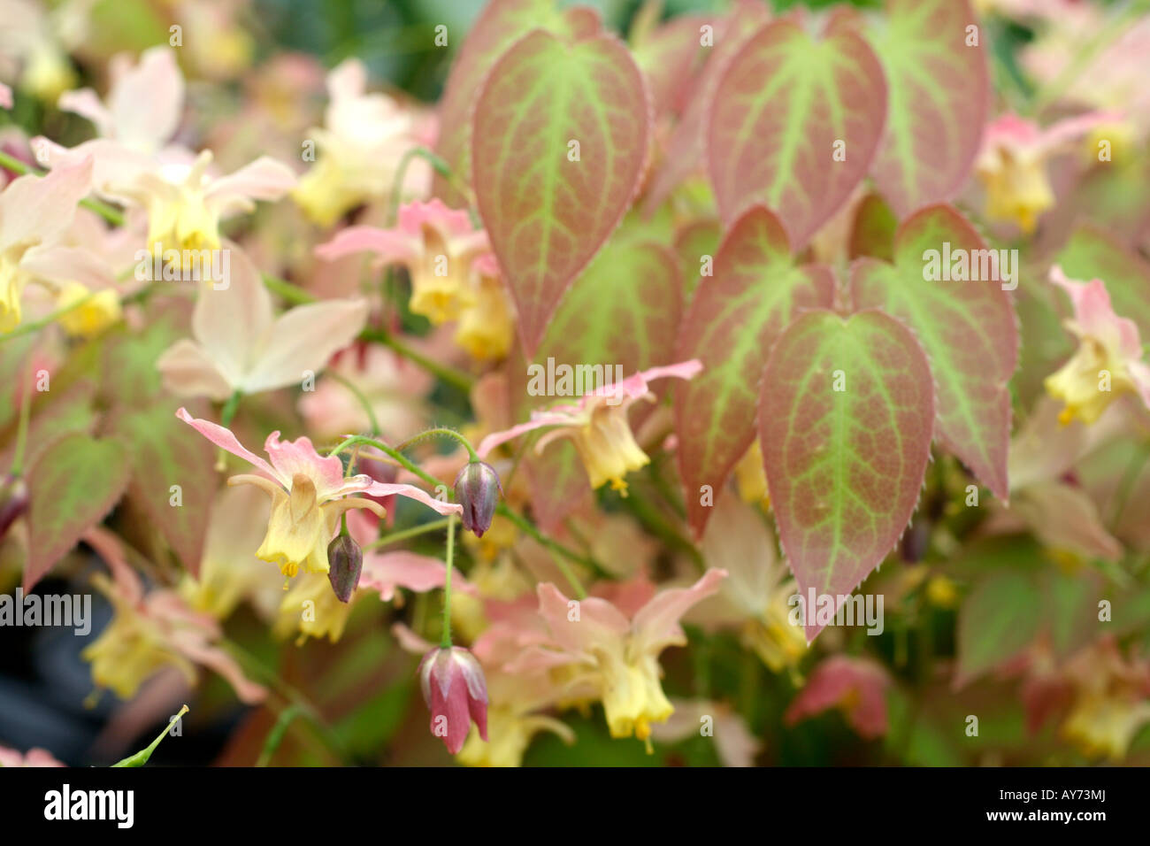 Epimedium yellow flower hi-res stock photography and images - Alamy