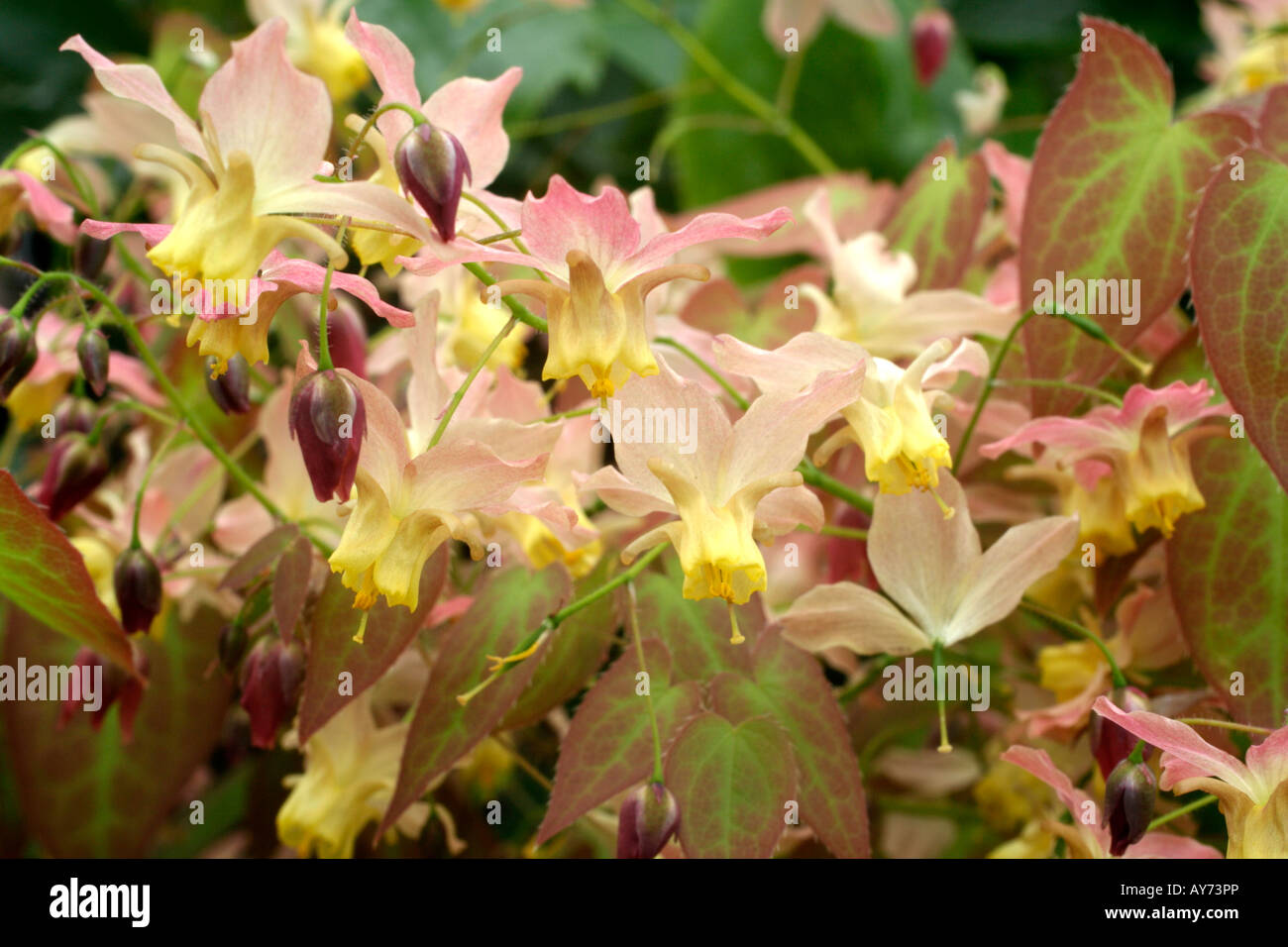 Epimedium yellow flower hi-res stock photography and images - Alamy