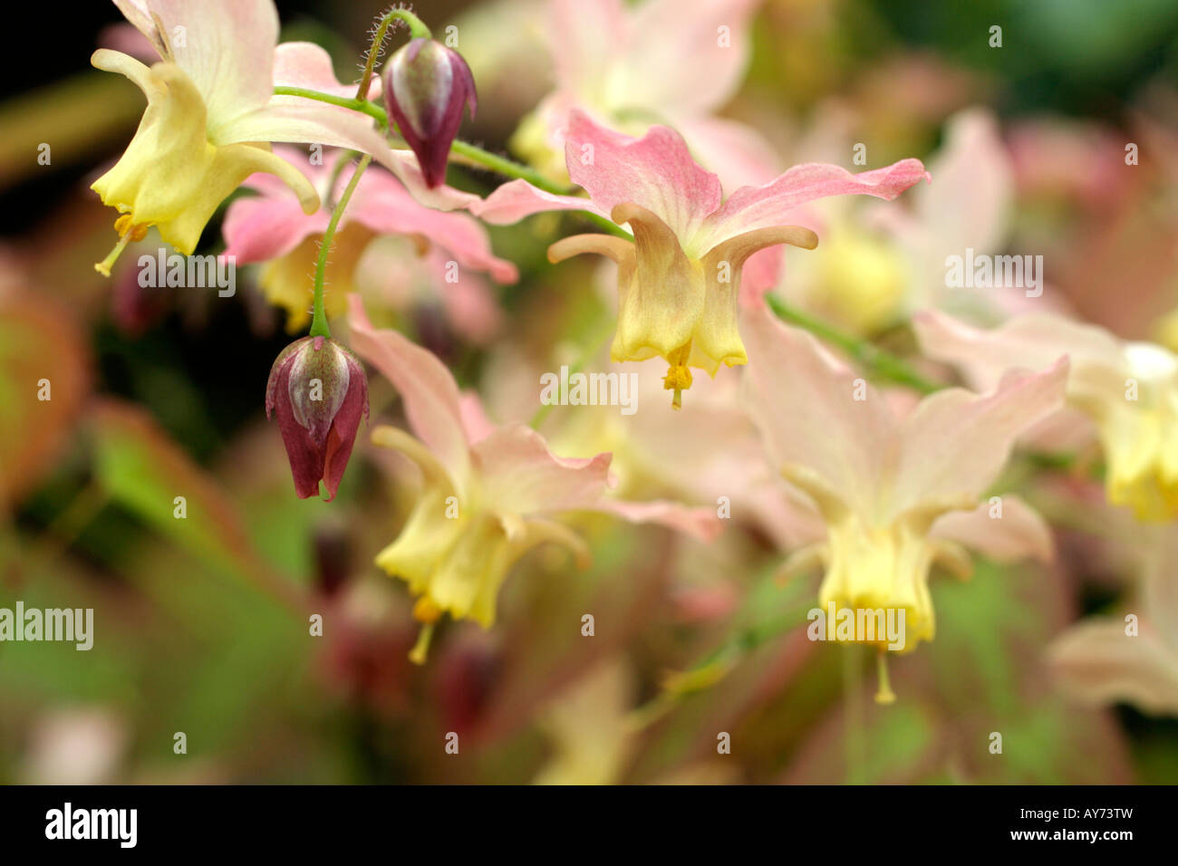 Epimedium yellow flower hi-res stock photography and images - Alamy