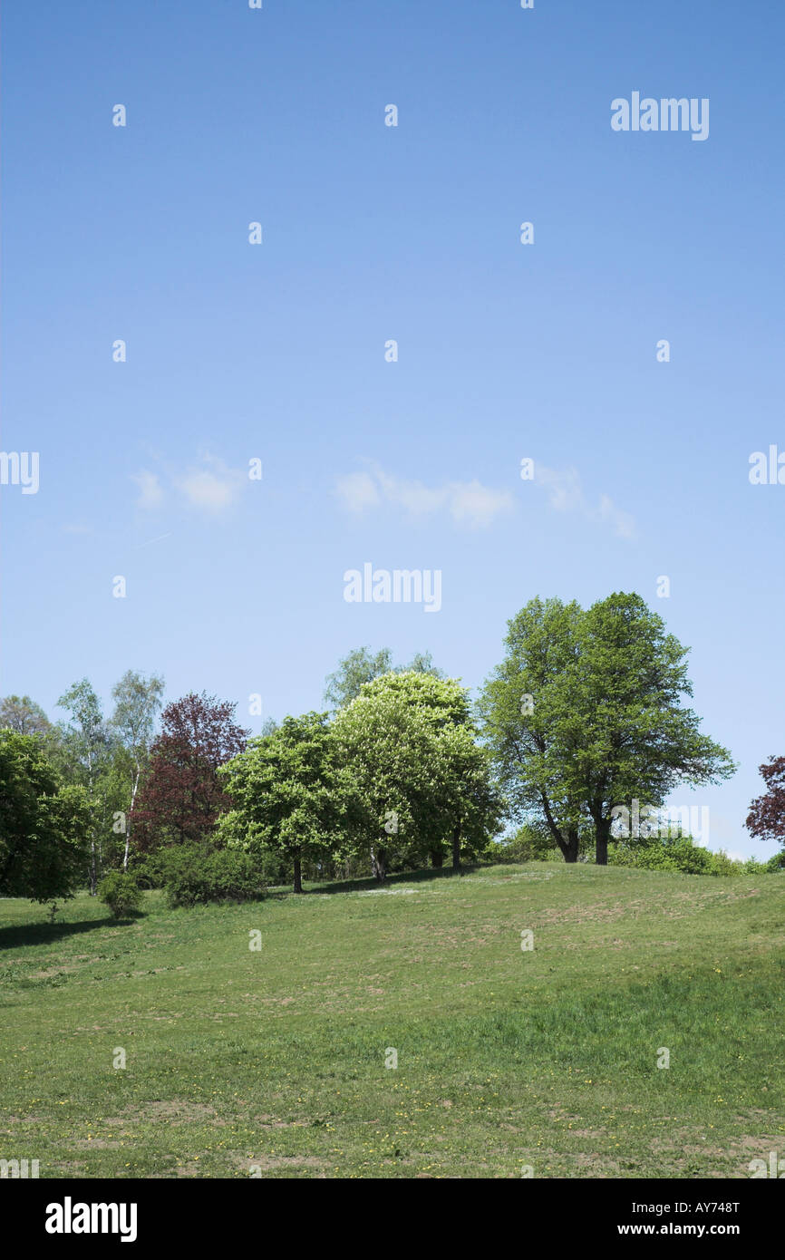 Spring Meadow and Blossoming Trees Stock Photo - Alamy