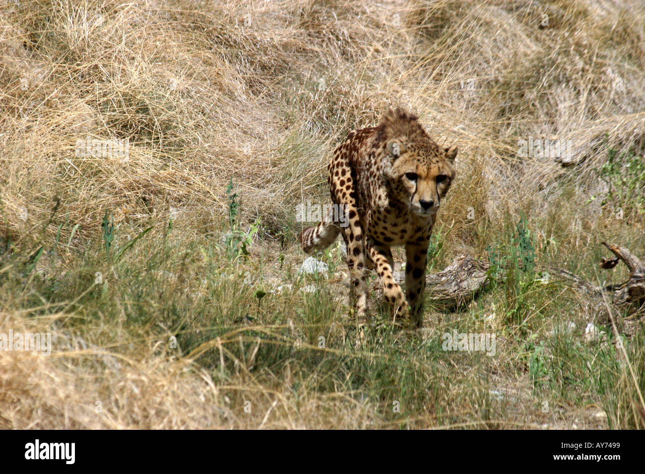 Cheetah exhibit at The Living Desert in Palm Desert California Stock ...