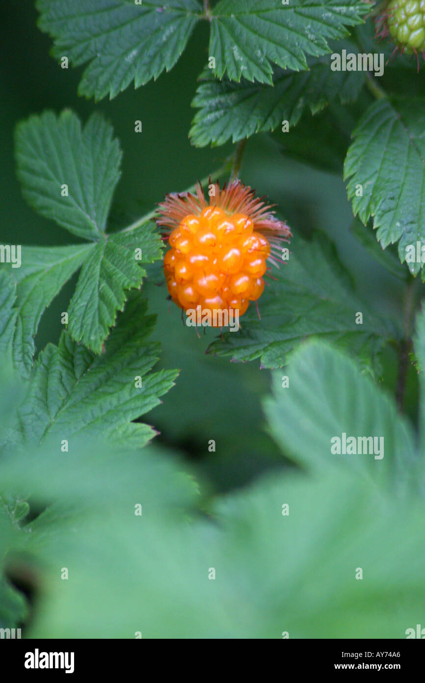 Salmonberry fruit hi-res stock photography and images - Alamy