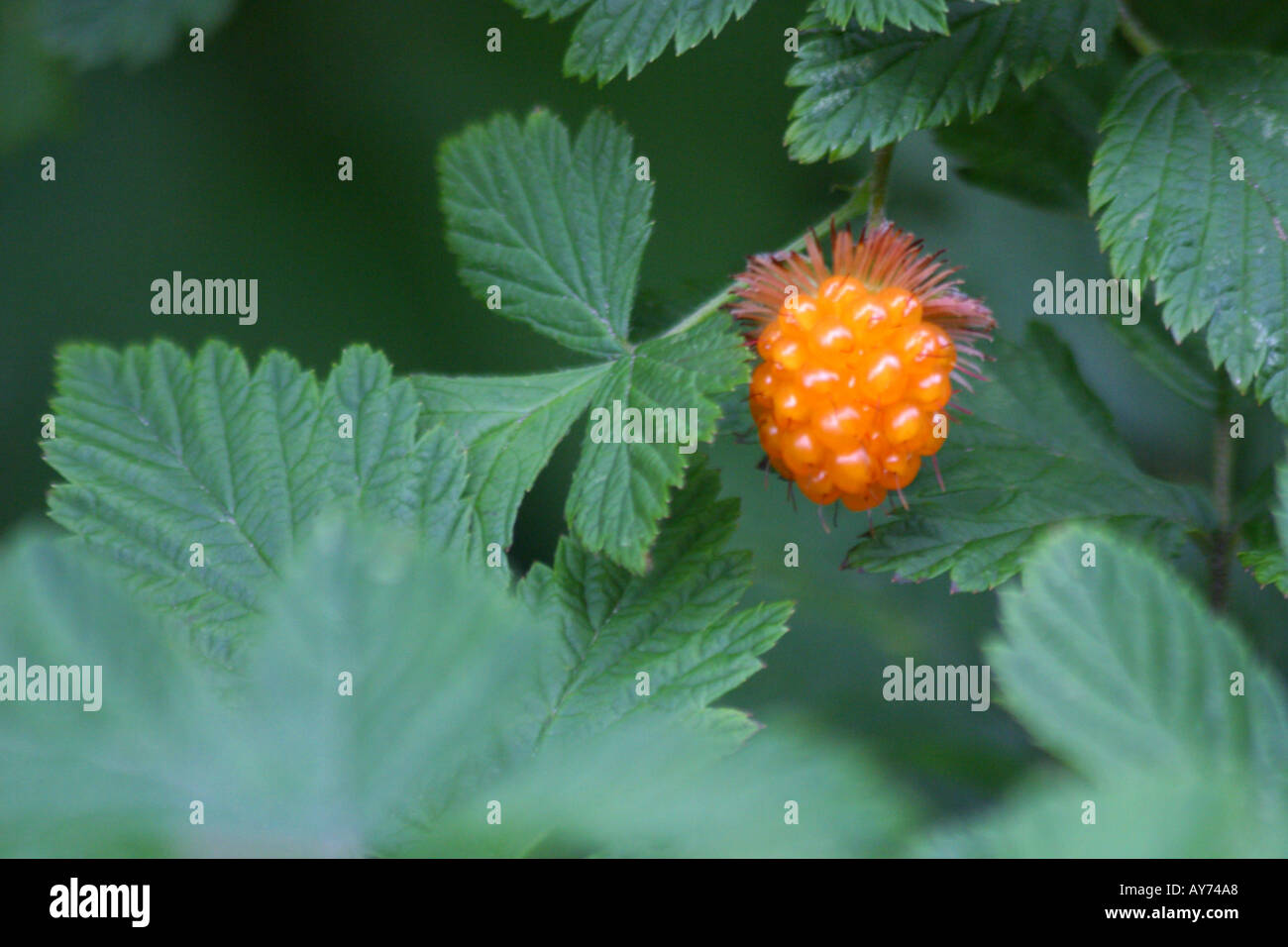 Salmon Berry High Resolution Stock Photography and Images - Alamy
