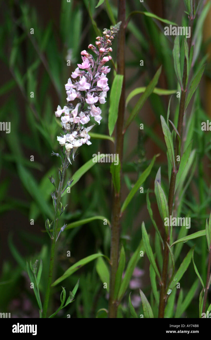 Toadflax or linaria Stock Photo - Alamy