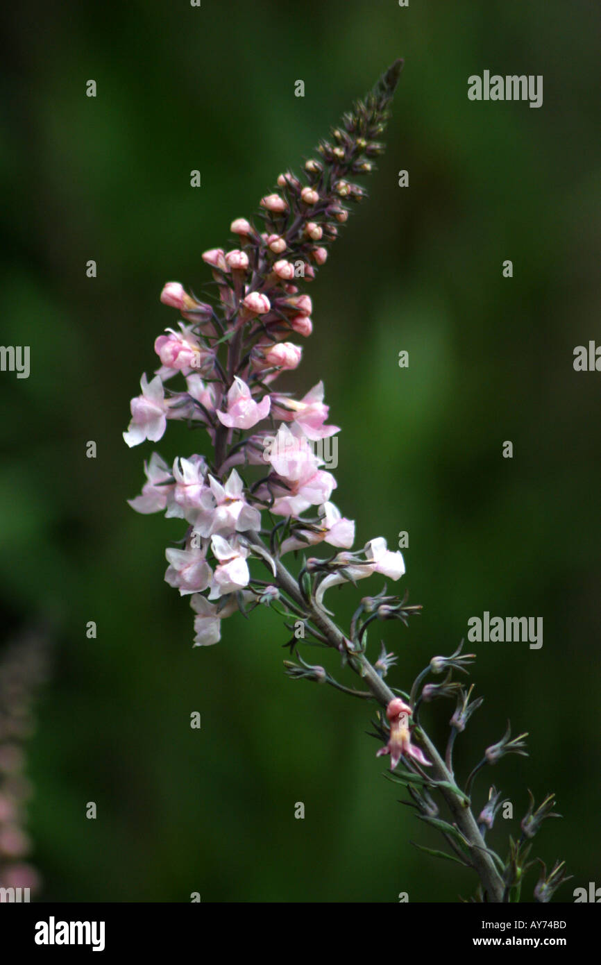 Toadflax or linaria Stock Photo - Alamy