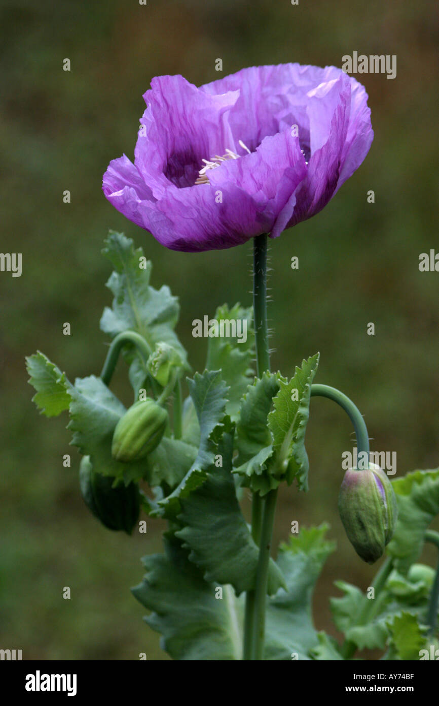 Purple Opium Poppies