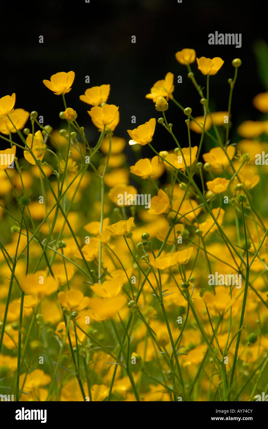 Wild Flowers in Meadow Stock Photo - Alamy