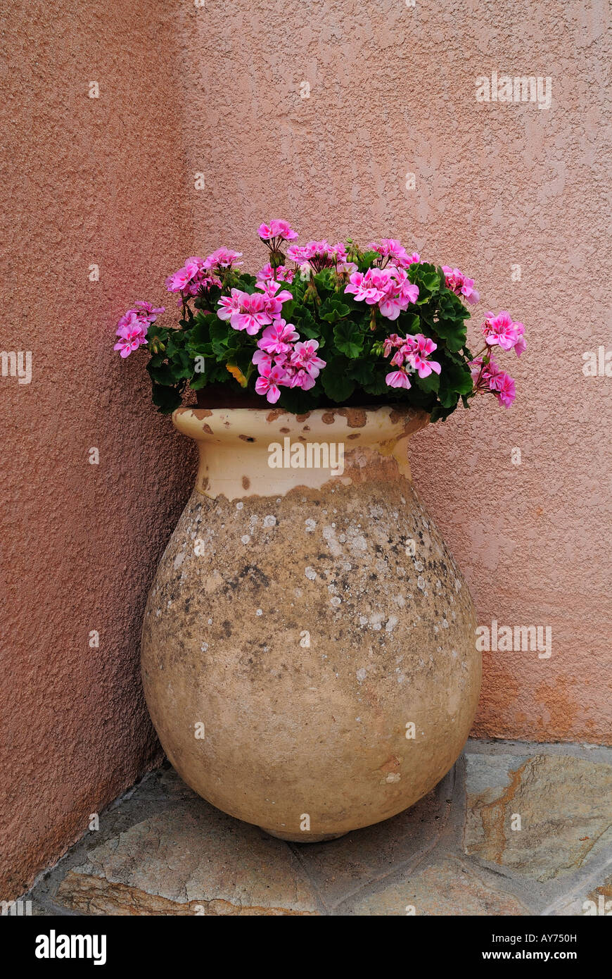 flower in Corsica Stock Photo - Alamy