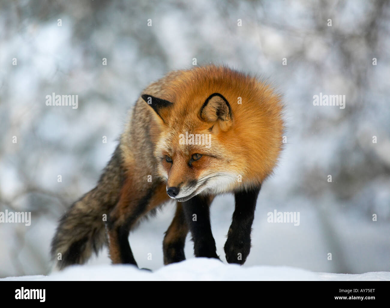Basil brush fox hi-res stock photography and images - Alamy