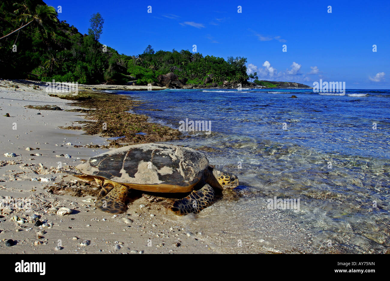Hawksbill hi-res stock photography and images - Alamy