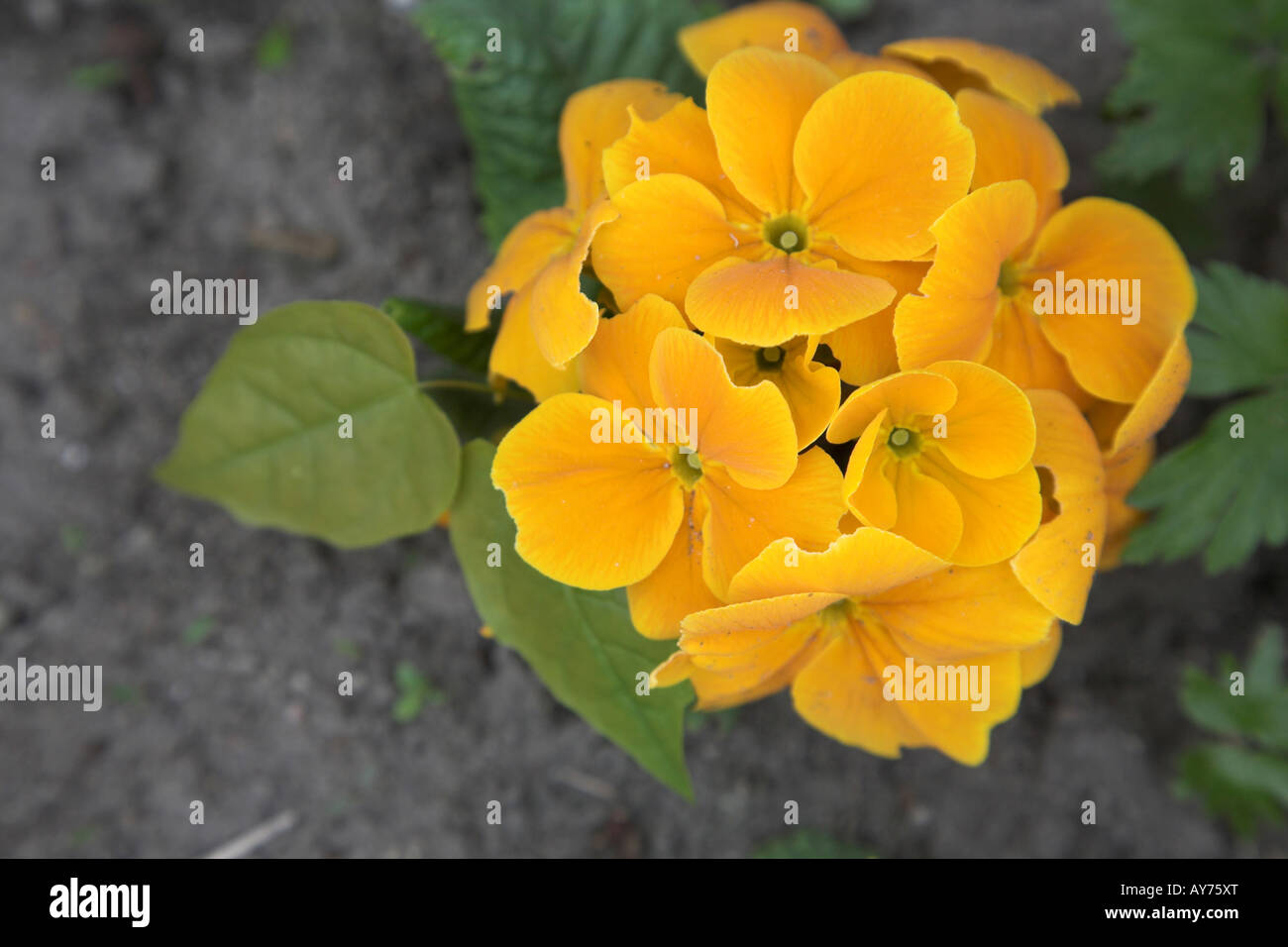 Yellow flower from above Stock Photo - Alamy