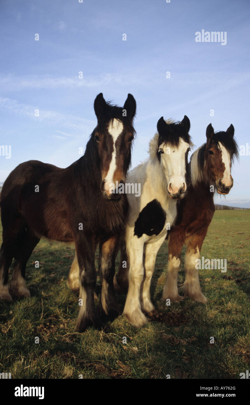 Three Gypsy Ponies In A Cheshire Field Stock Photo - Alamy