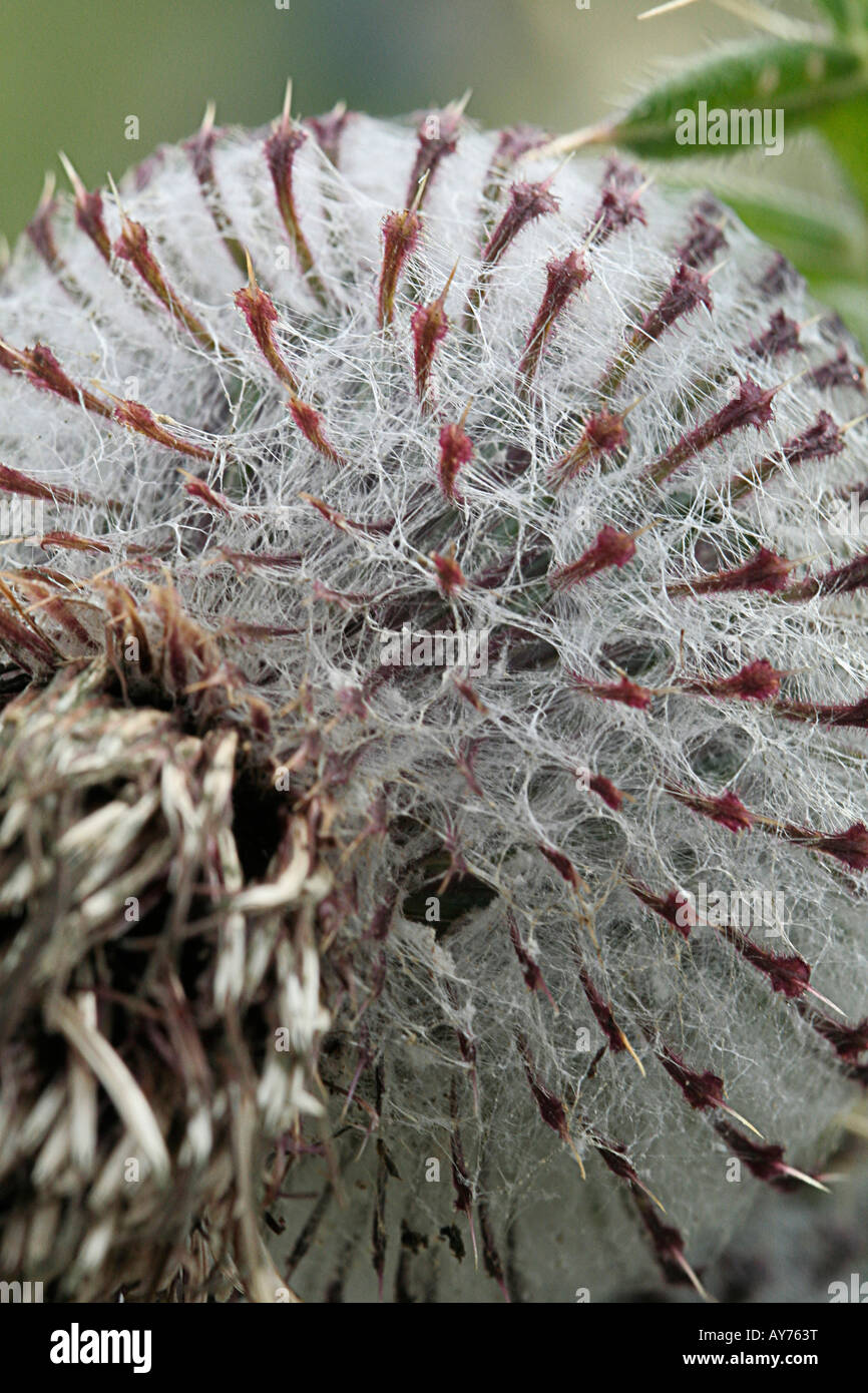 Thistle macro close up Stock Photo - Alamy