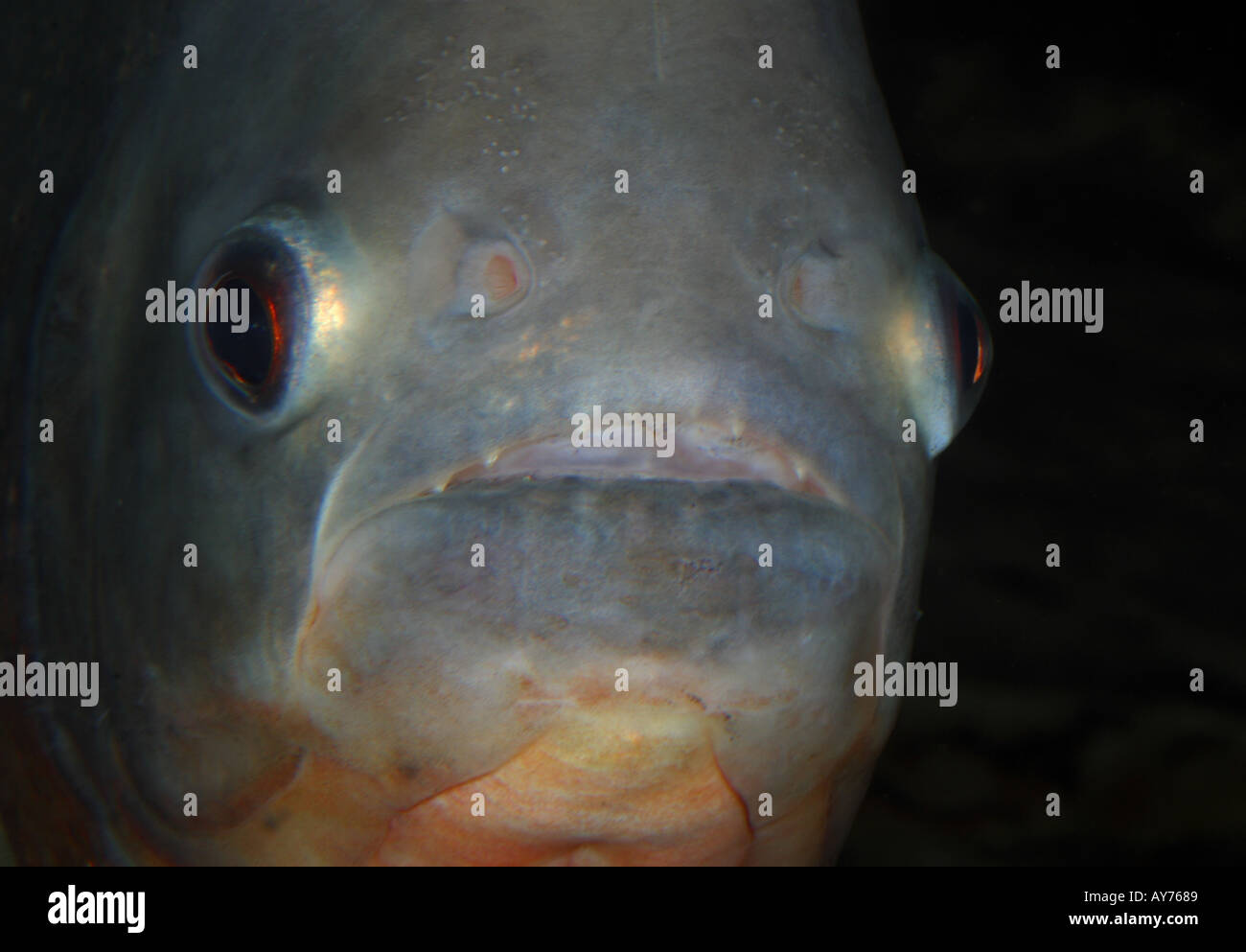 Piranha Face High Resolution Stock Photography and Images - Alamy