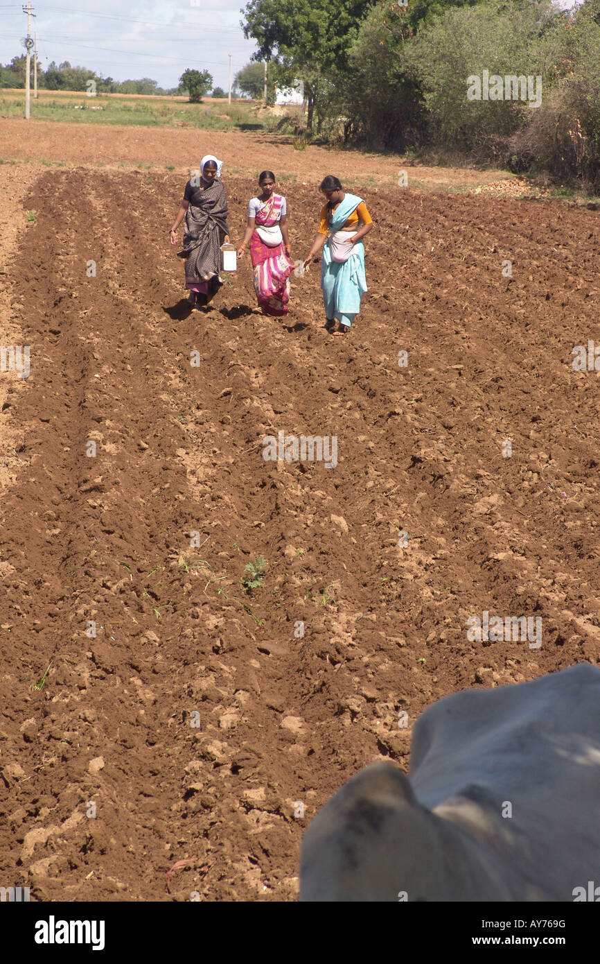 women woman sowing people medak field agriculture farming Stock Photo ...