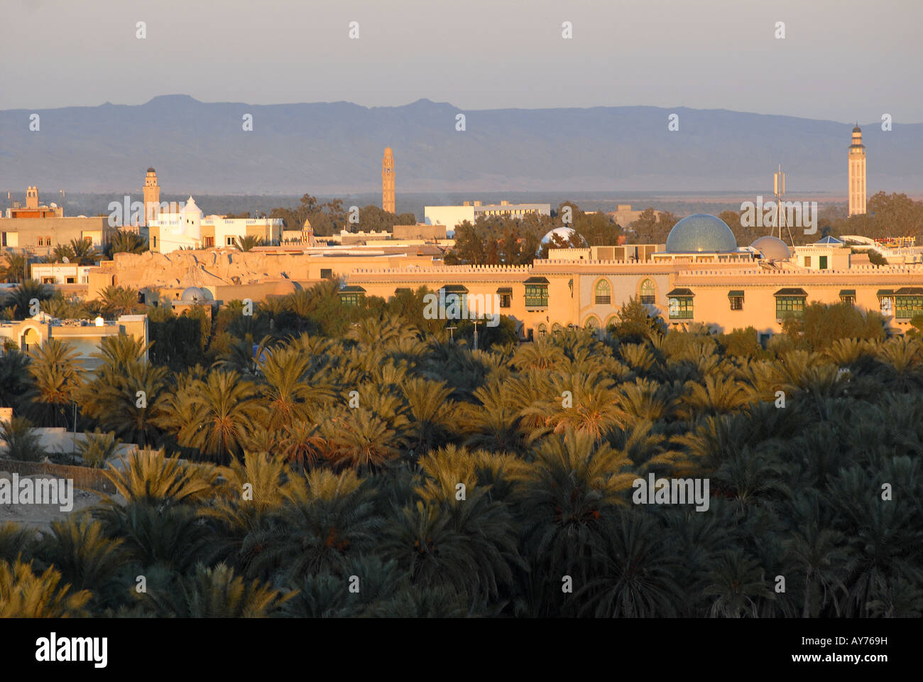 Date palm tree tozeur tunisia hi-res stock photography and images - Alamy