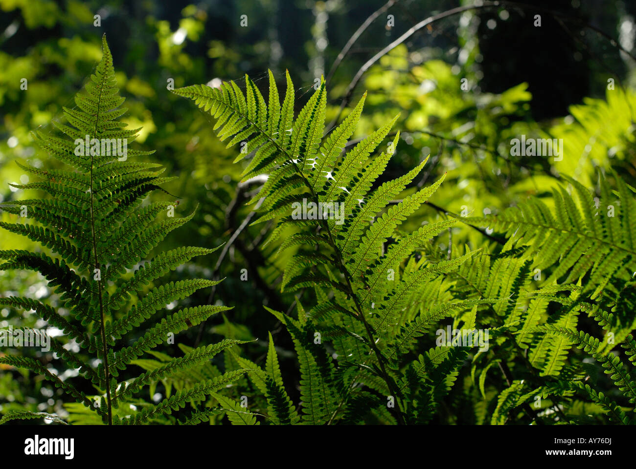 Fern in forest Stock Photo - Alamy