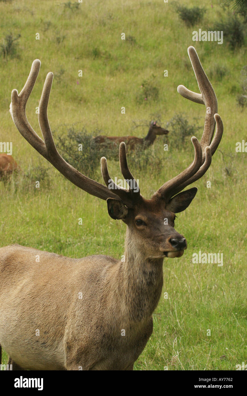 Red Deer with Antlers Stock Photo - Alamy