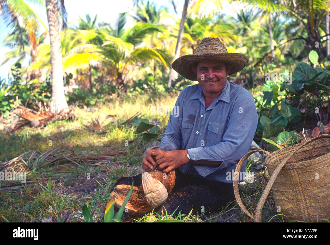 Man collecting coconuts and stripping away their husks, Cayman Brac ...