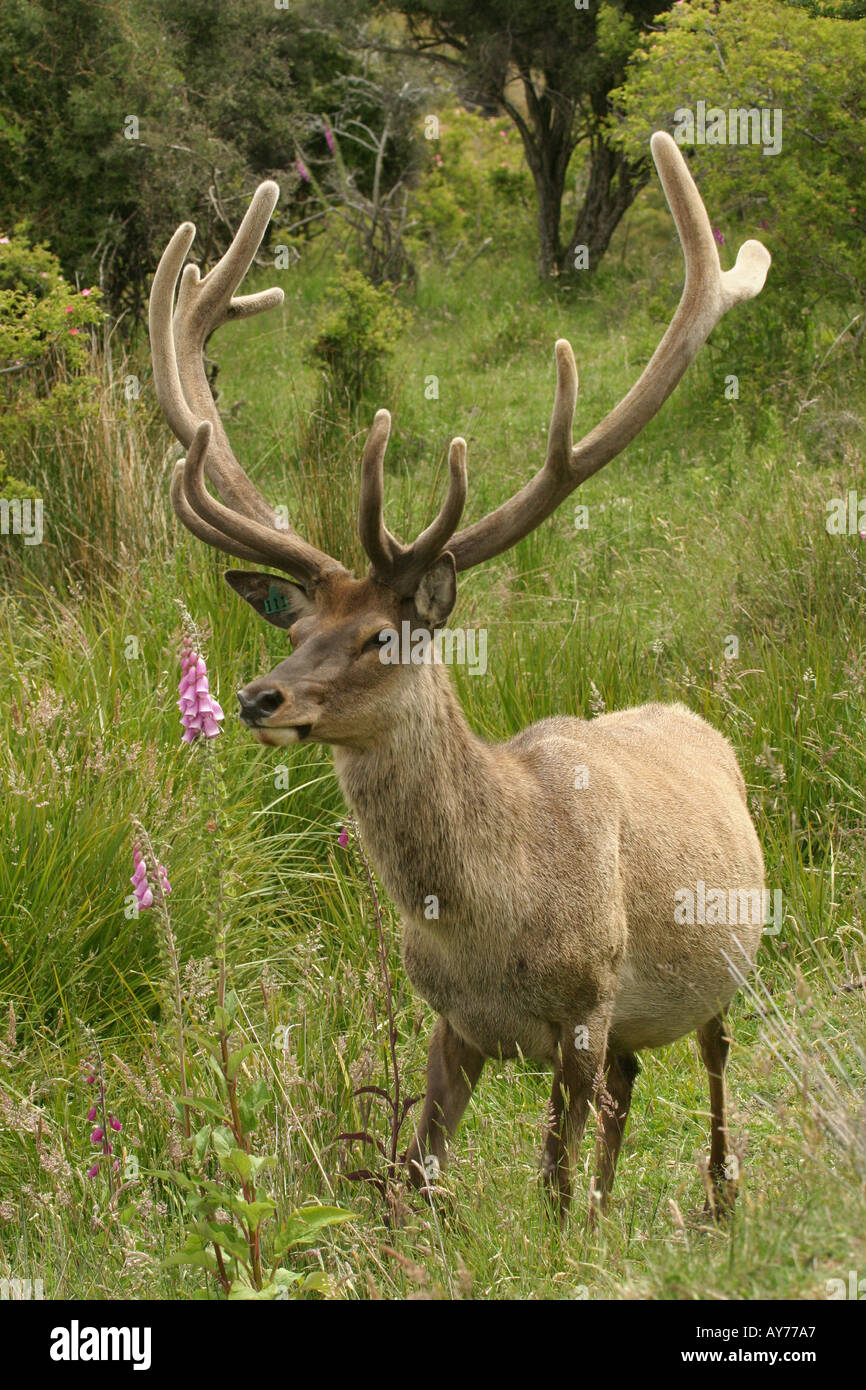 Red Deer with Antlers Stock Photo - Alamy