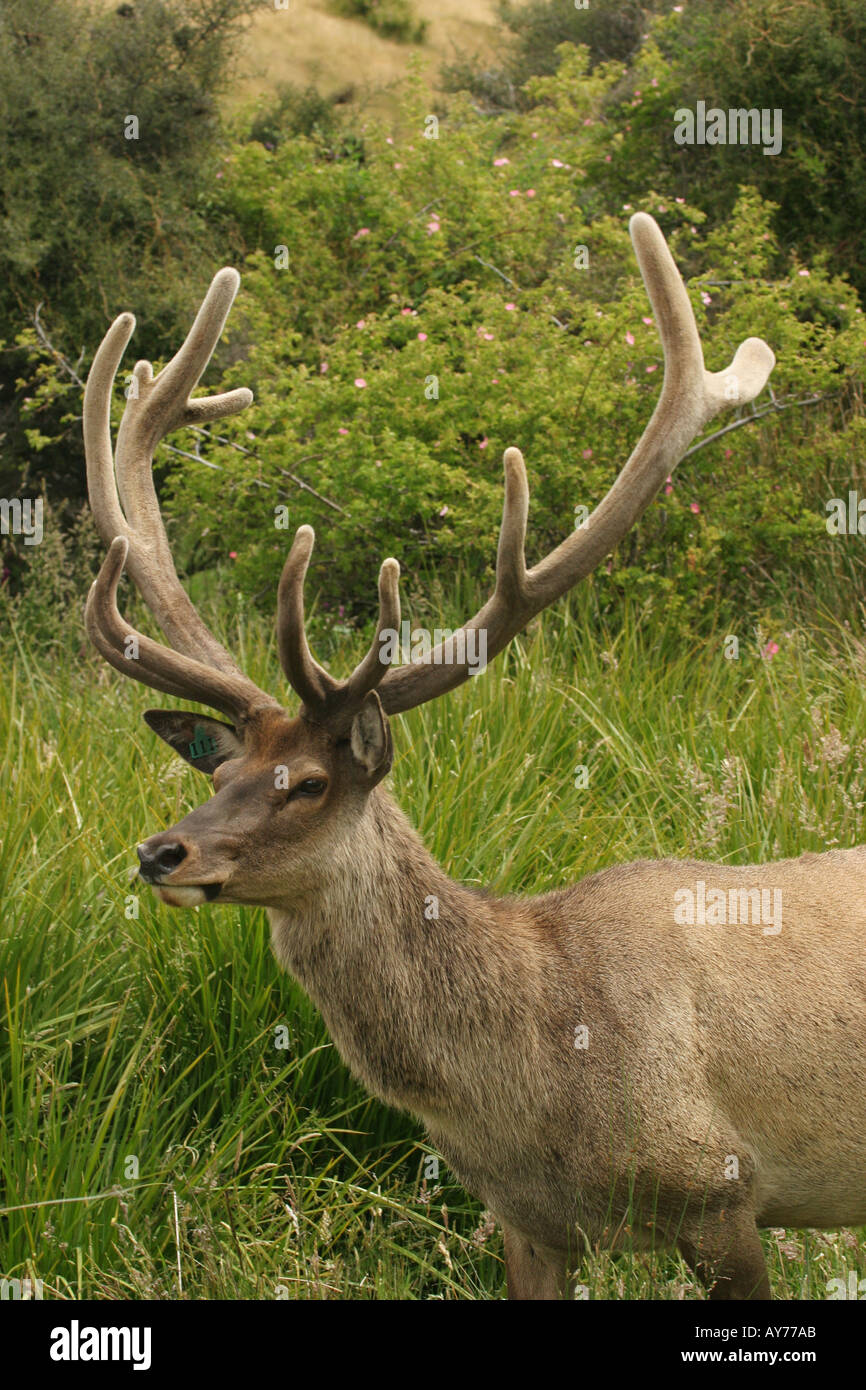 Red deer antlers trophy hi-res stock photography and images - Alamy