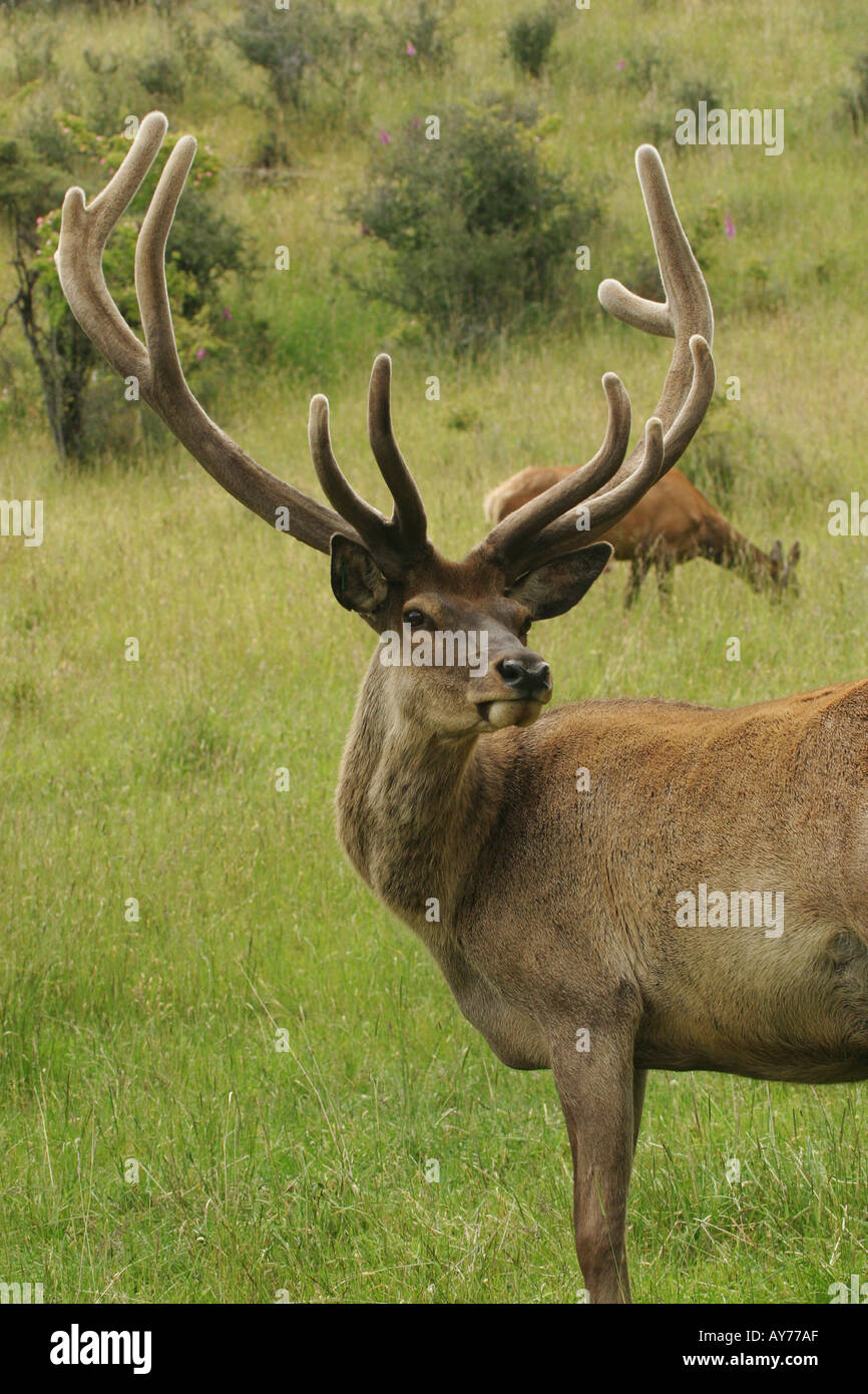 Red Deer with Antlers Stock Photo - Alamy