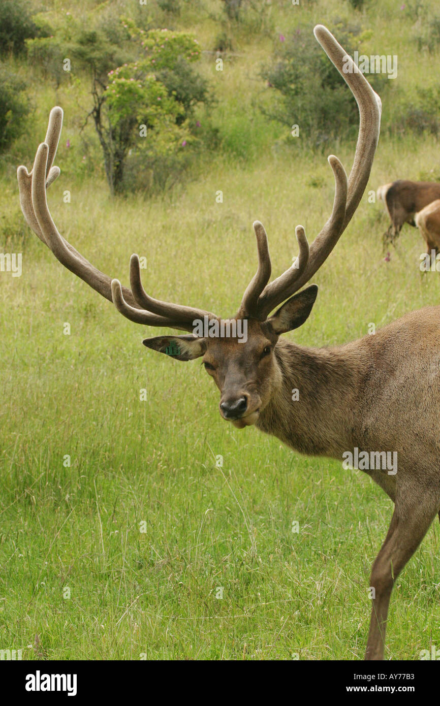 Red deer antlers trophy hi-res stock photography and images - Alamy