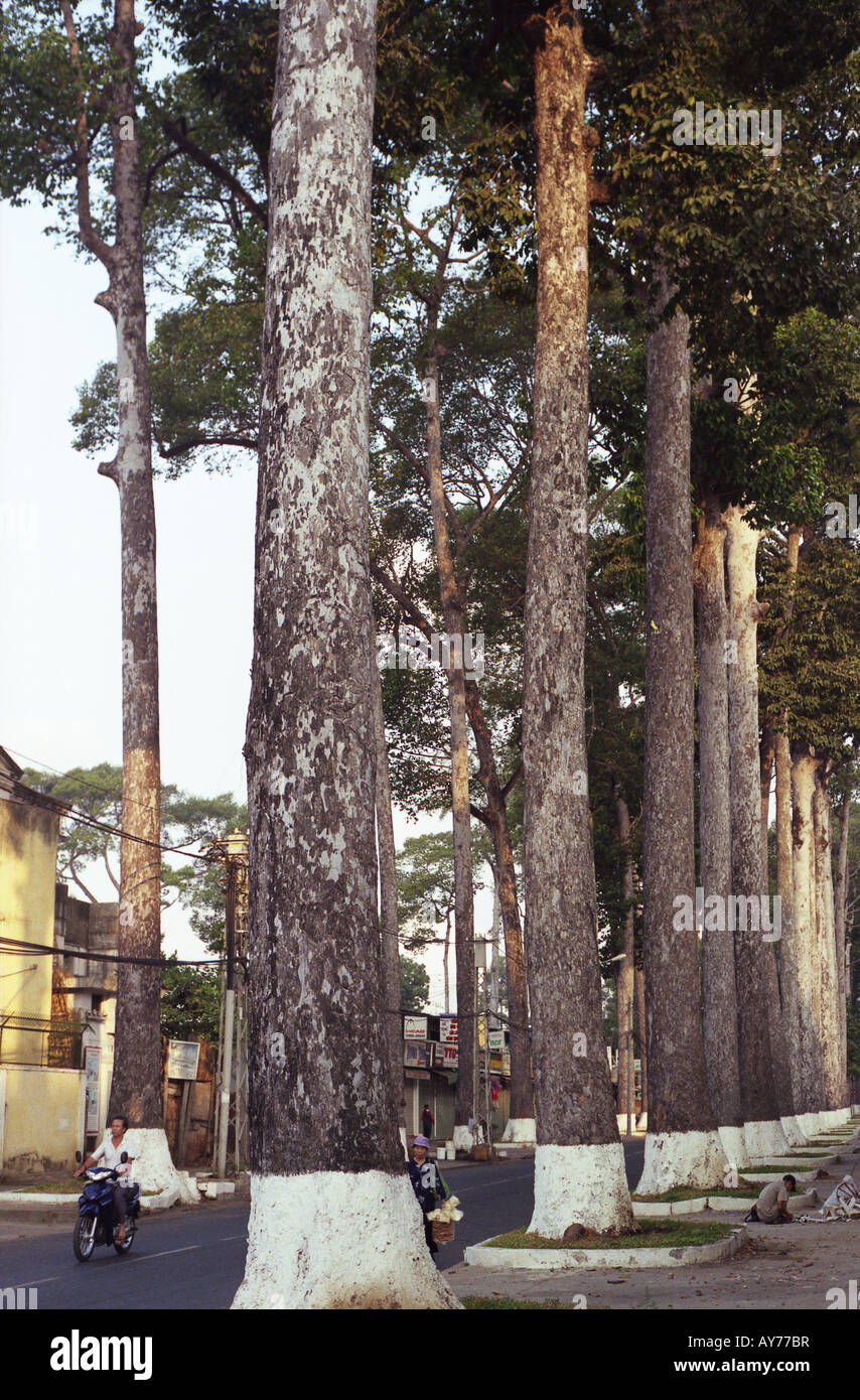 Huge trees alignement in a street of Saigon Stock Photo - Alamy