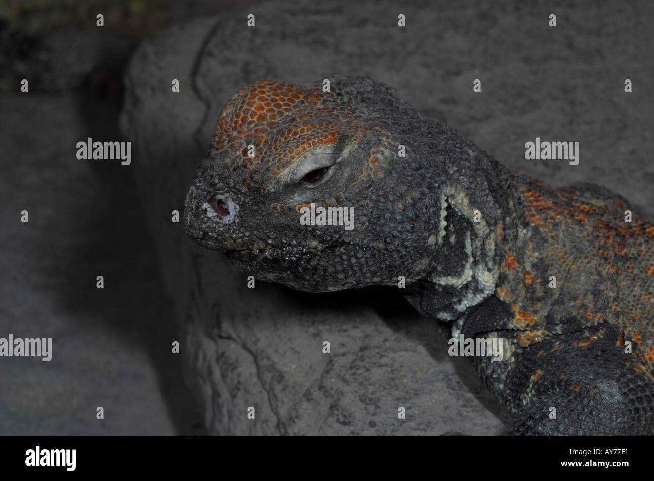 Unusual lizard hi-res stock photography and images - Alamy