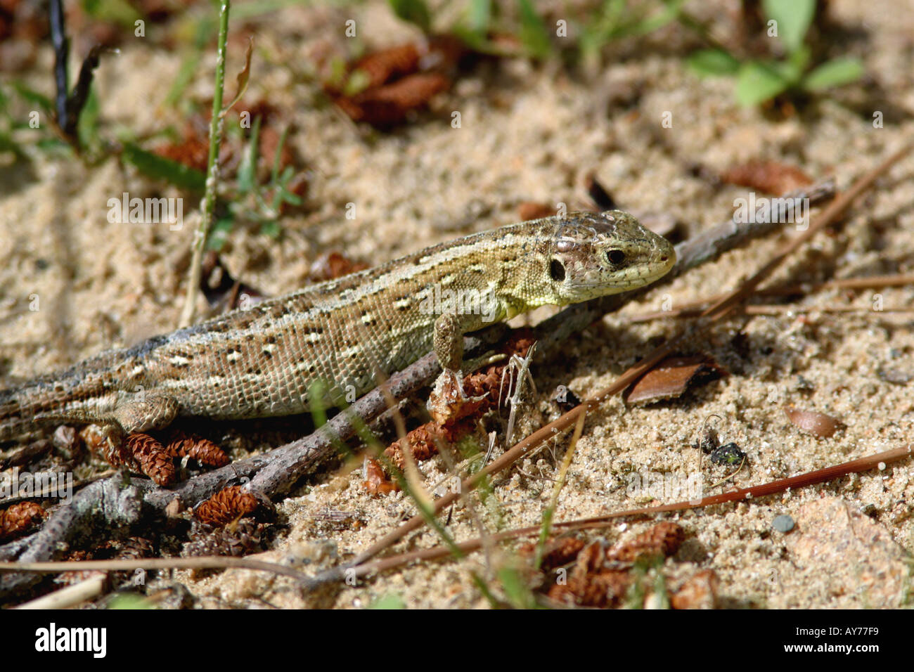 FEMALE SAND LIZARD lacerta agilis Stock Photo - Alamy