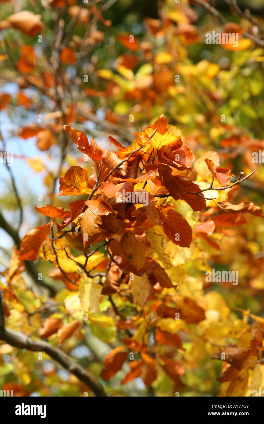 Autumn Leaves on branch Stock Photo - Alamy