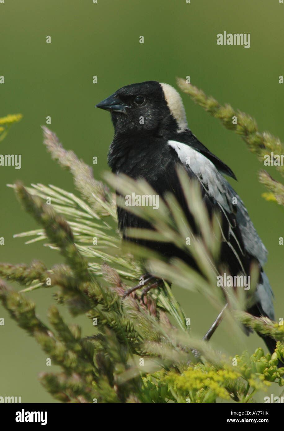 bobolink sing singing colorful song bird yellow songbird color flower ...
