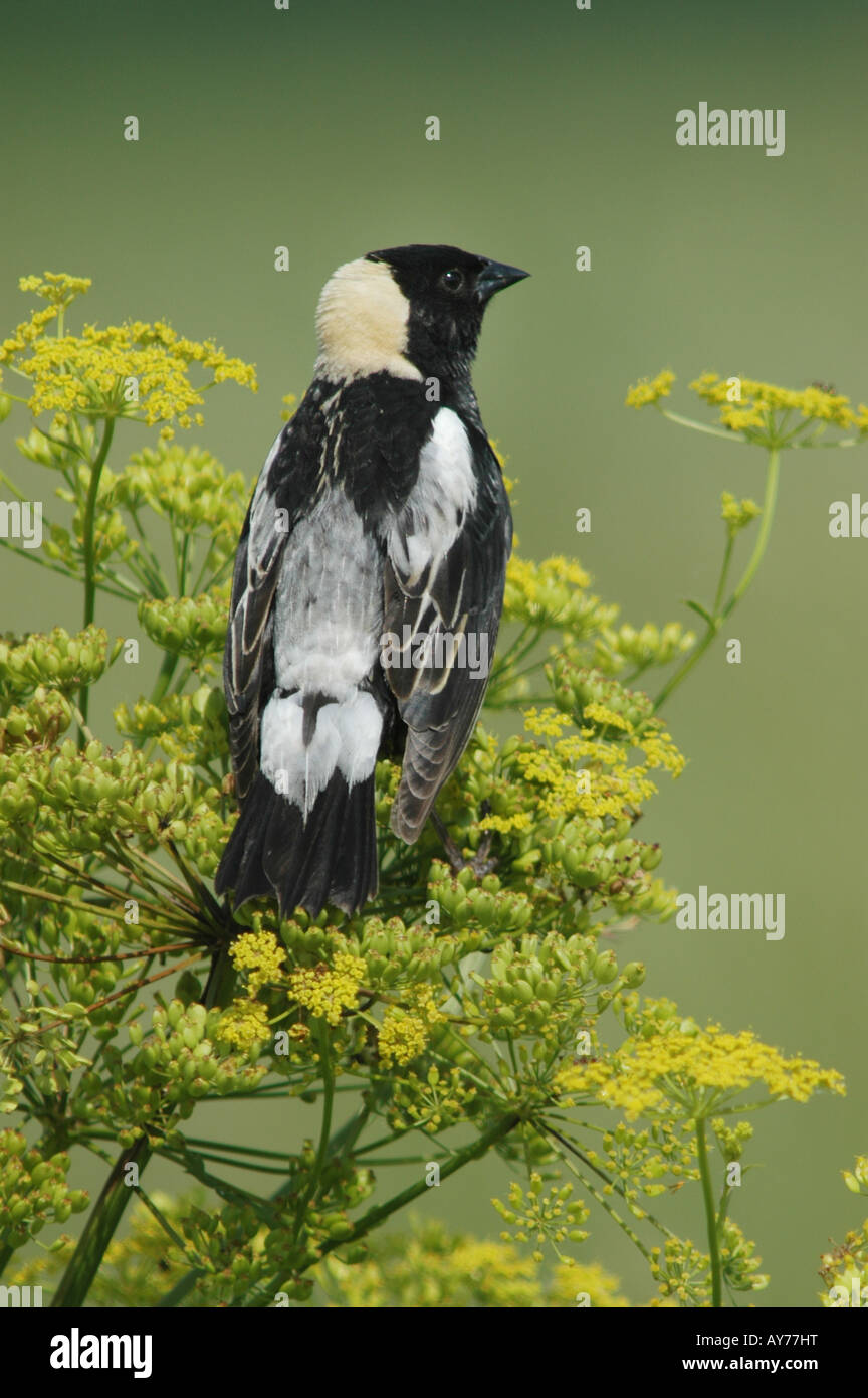 Yellow bird singing hi-res stock photography and images - Alamy