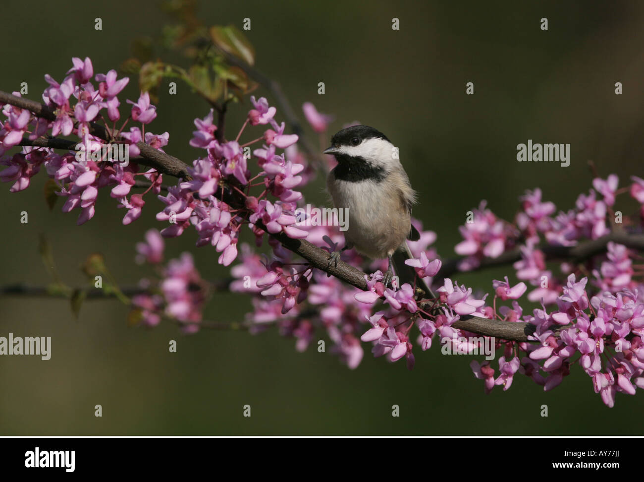 Bird chickadee flower hi-res stock photography and images - Alamy