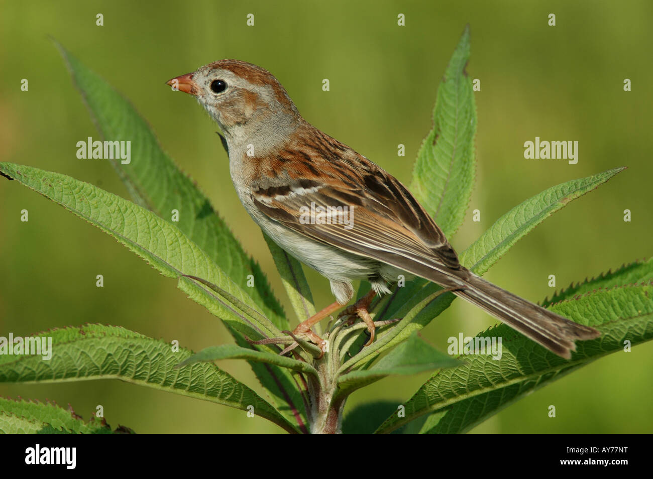Sparrow bir hi-res stock photography and images - Alamy