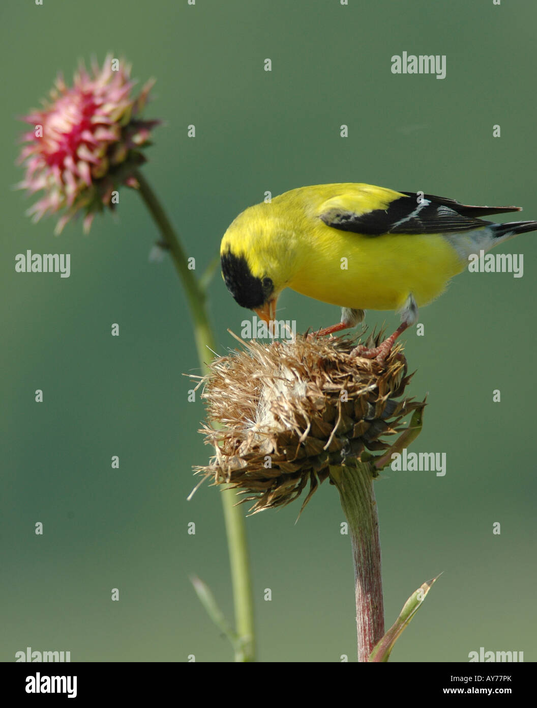 american goldfinch thistle Stock Photo - Alamy