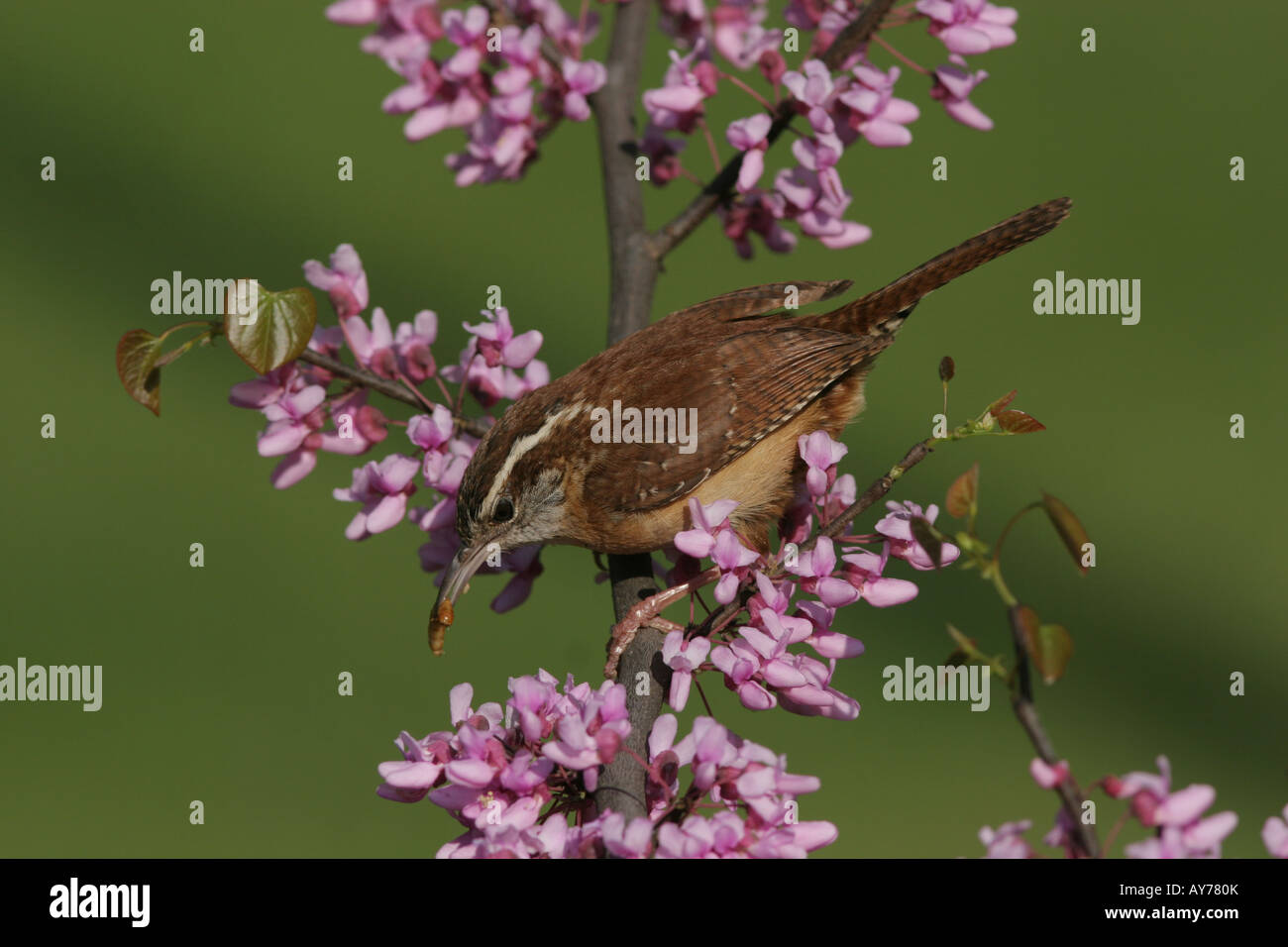 carolina wren eating worm feed red bud tree Stock Photo - Alamy