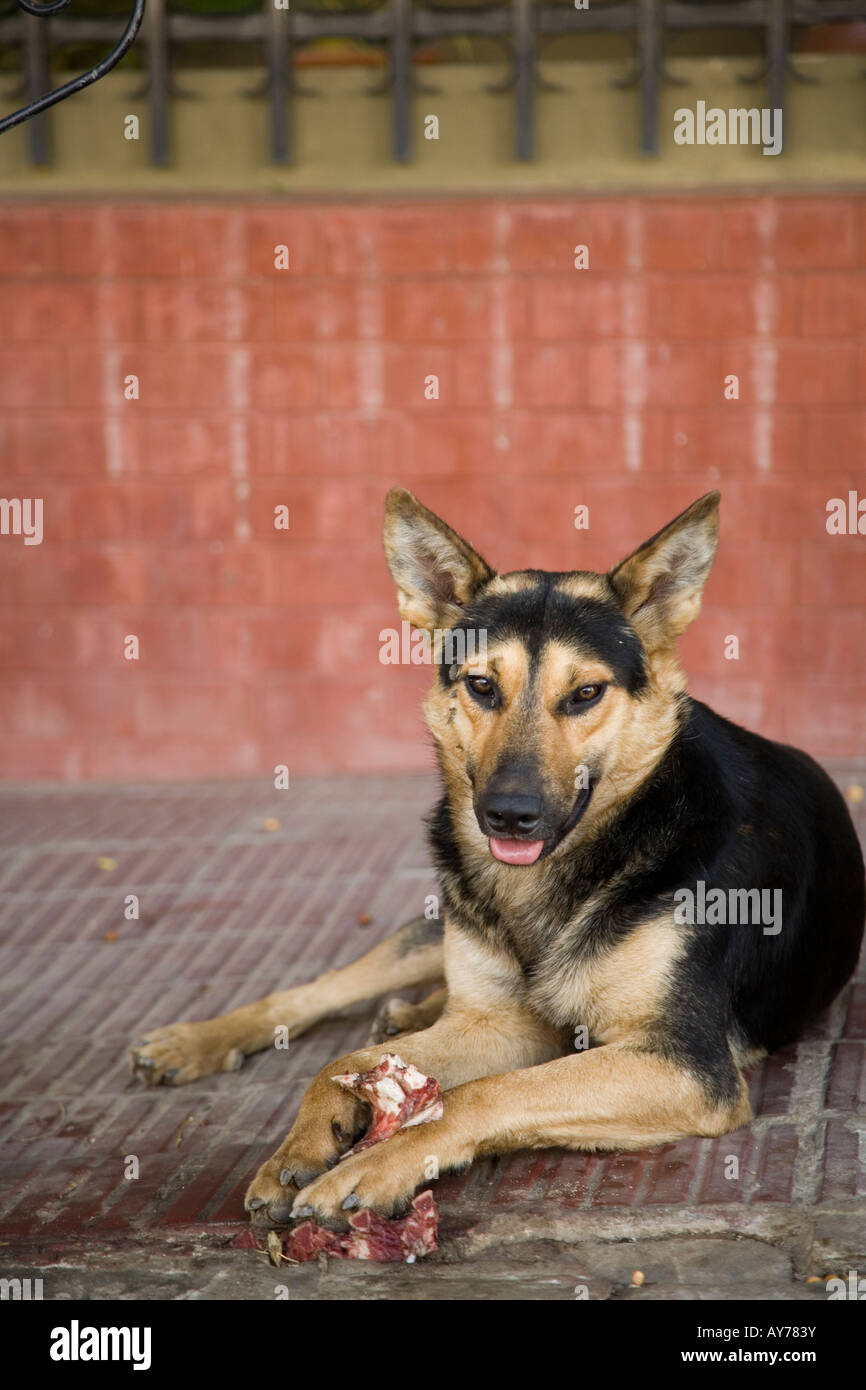 A dog eating meat Stock Photo - Alamy