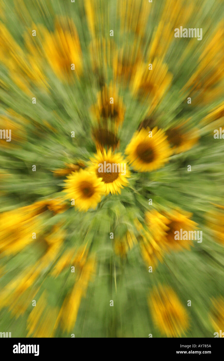 Zoomed sunflower hi-res stock photography and images - Alamy