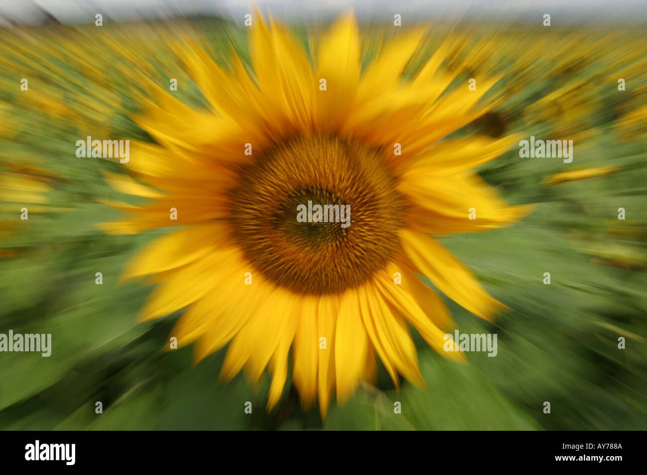 Zoomed sunflower hi-res stock photography and images - Alamy