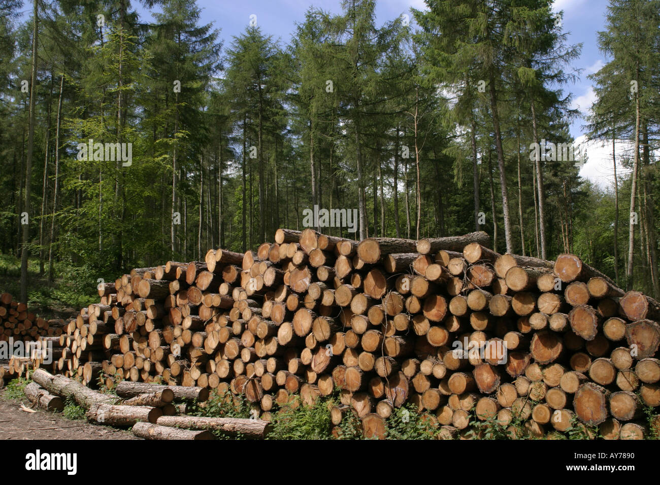 Our forests hi-res stock photography and images - Alamy