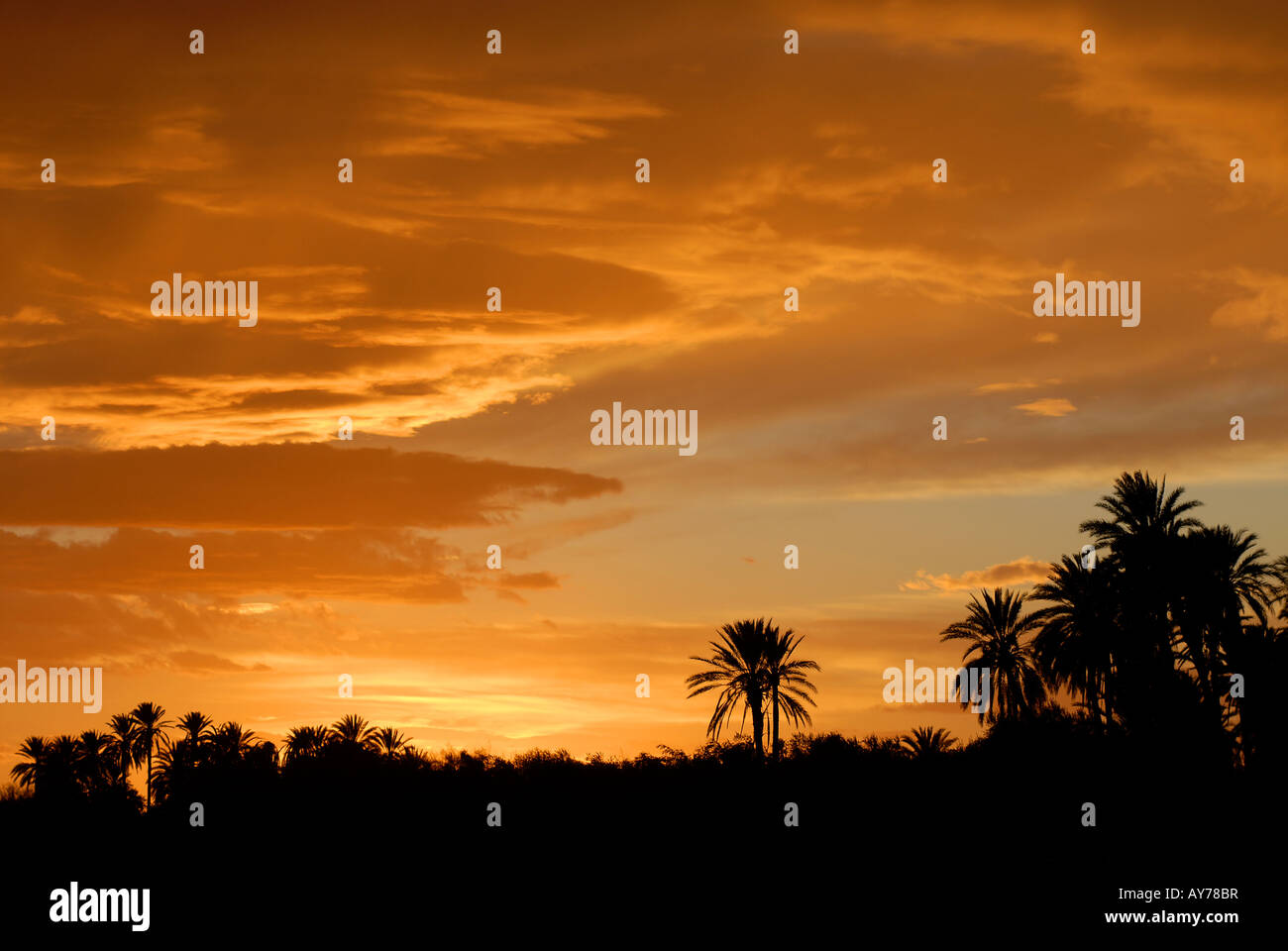 Oasis Gafsa Tunisia Stock Photo - Alamy