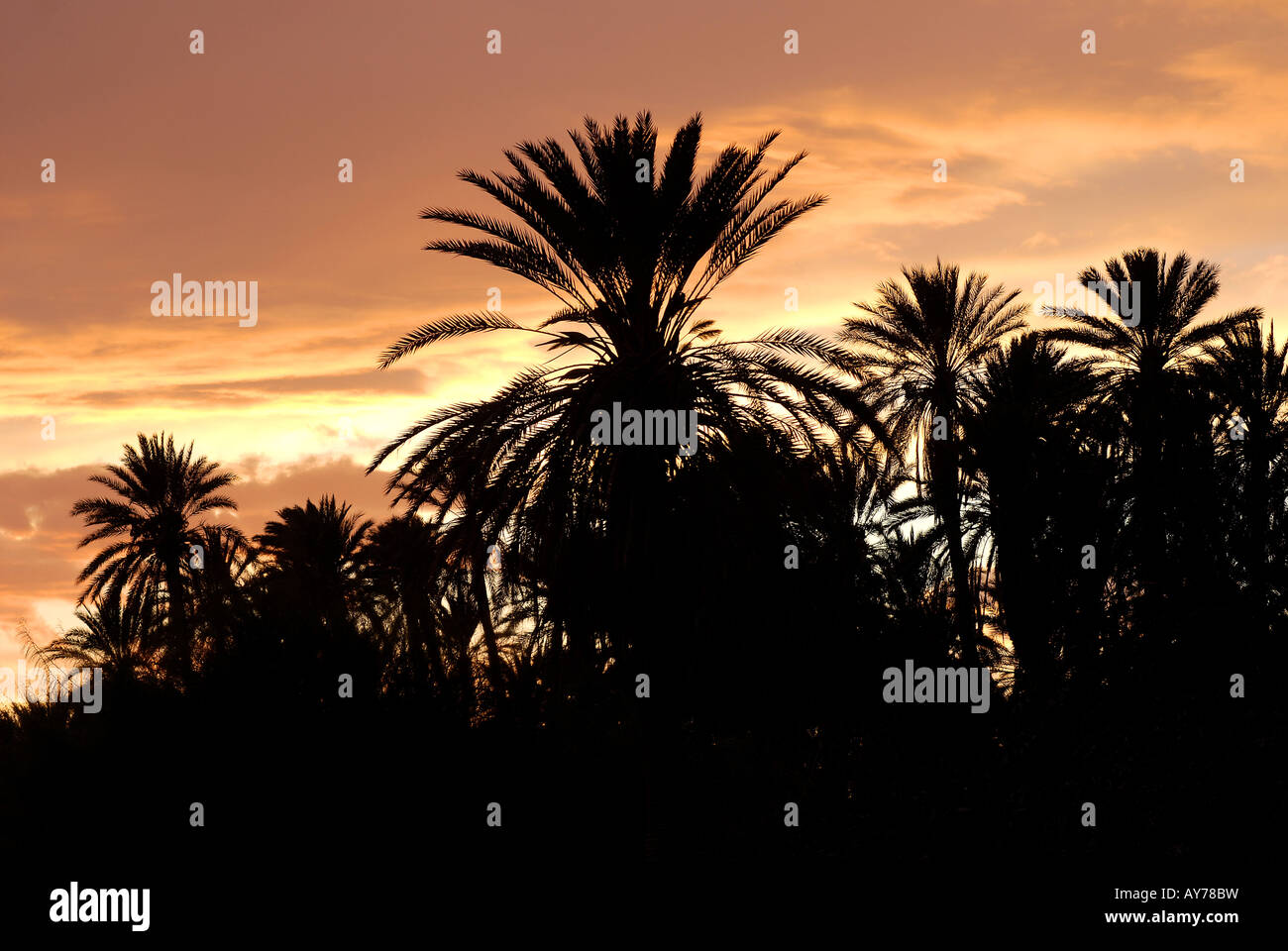 Gafsa oases hi-res stock photography and images - Alamy