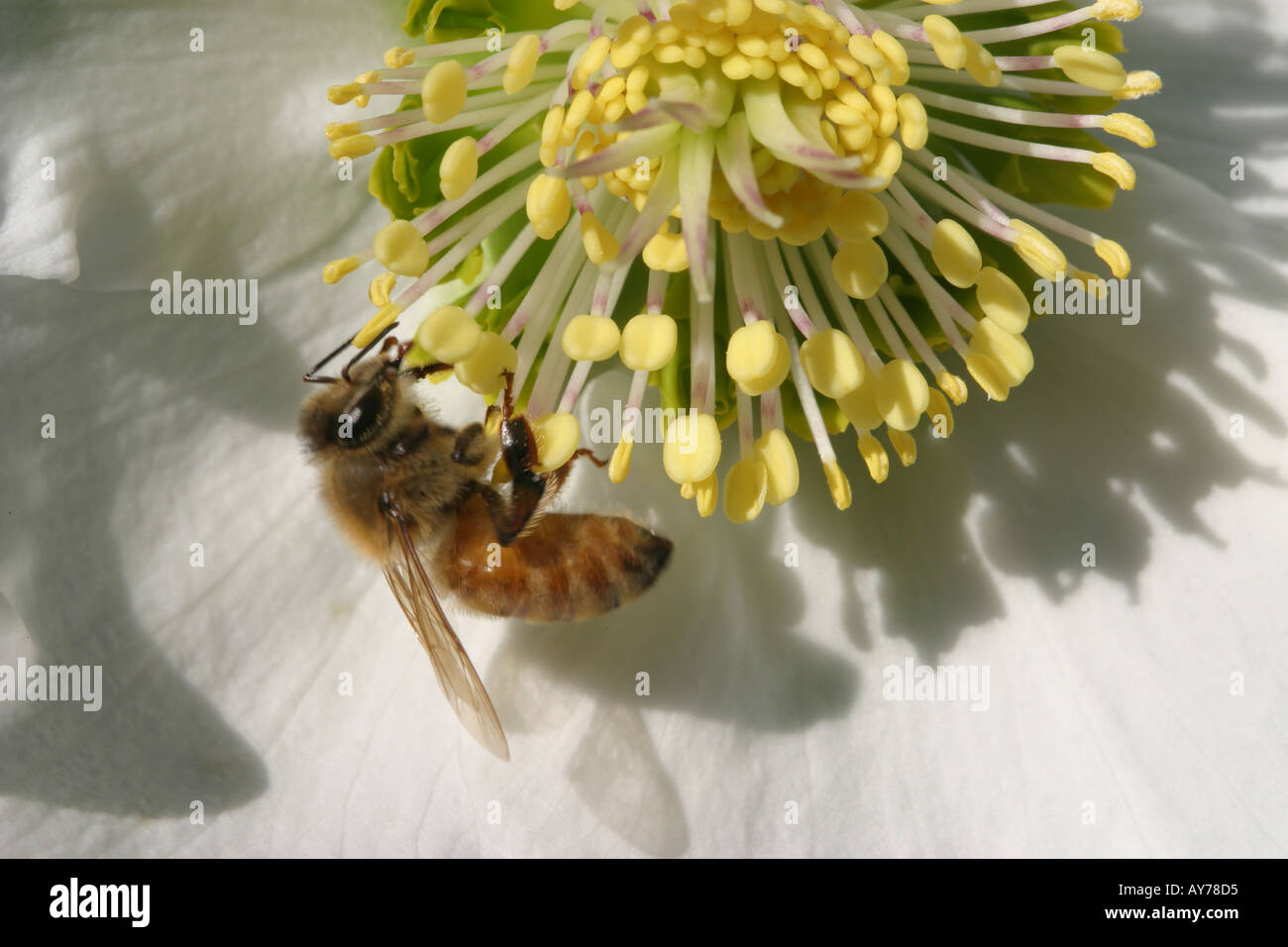 Honey bee polinating flower close hi-res stock photography and images ...