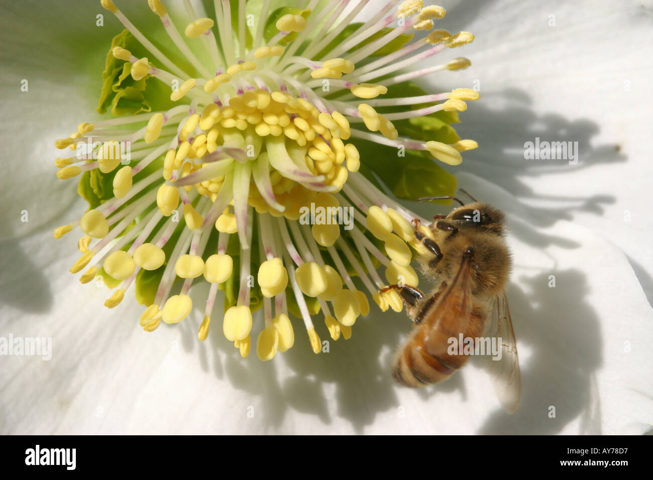 Honey bee polinating flower close hi-res stock photography and images ...