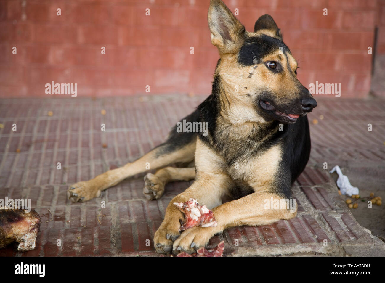 A dog eating meat Stock Photo - Alamy